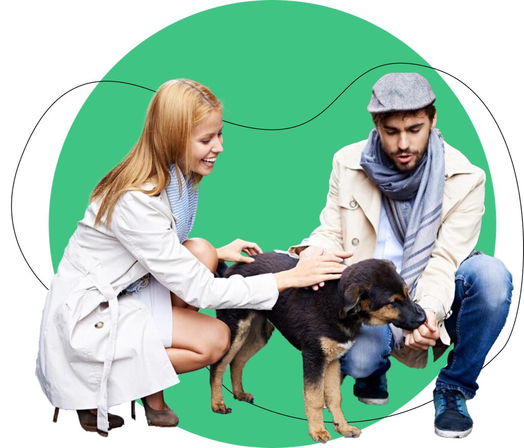 Decoding Dog Behavior: A Guide to Understanding Your Canine Companion ...